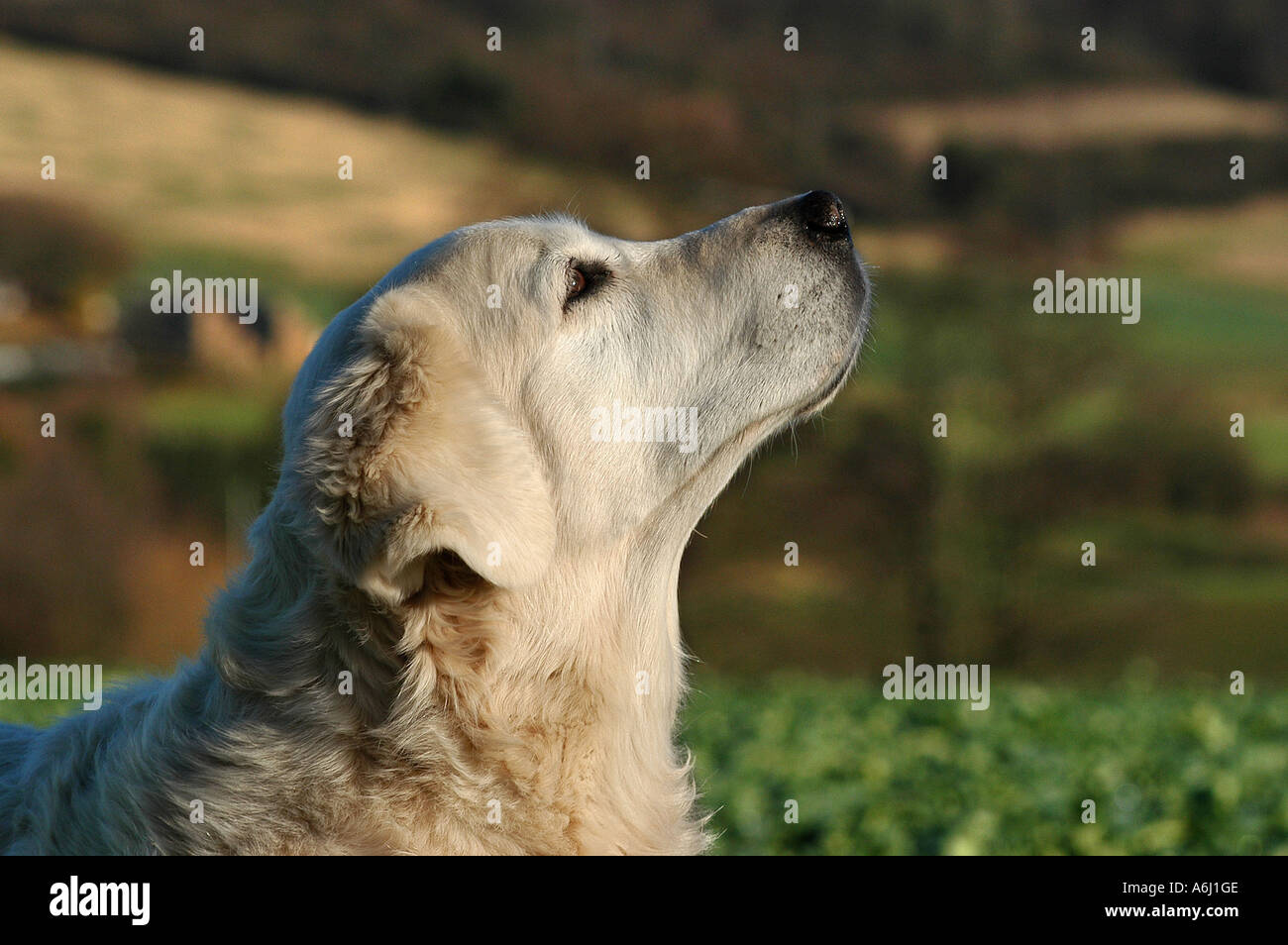 Portrait of a Golden Retriever dog Stock Photo - Alamy
