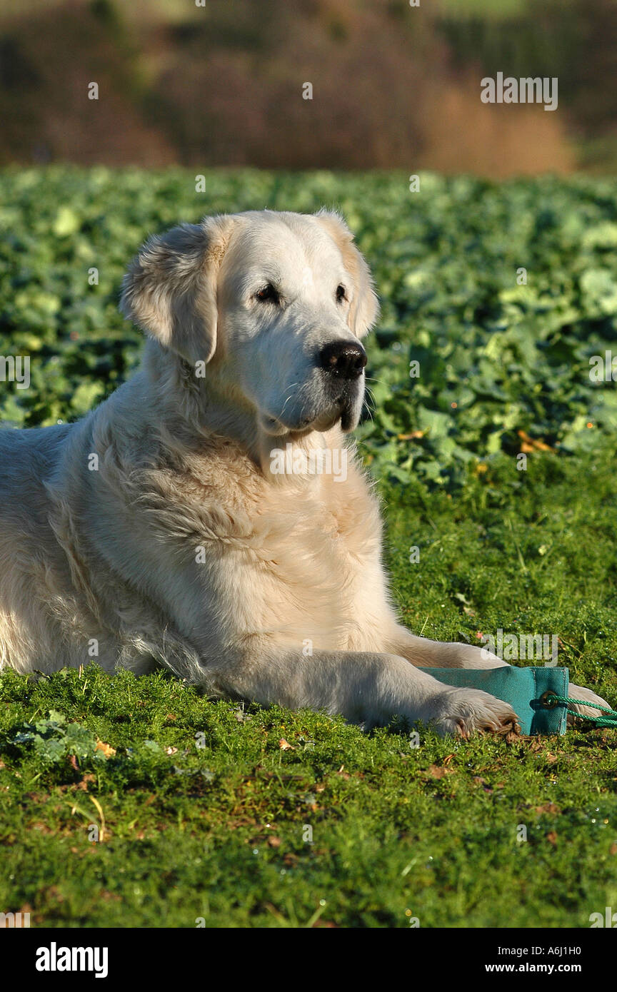 Golden Retriever dog lying on a meadow with dummy Stock Photo - Alamy