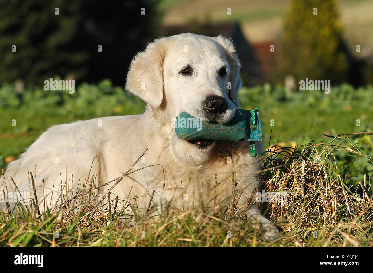 Dog with dummy hi-res stock photography and images - Alamy