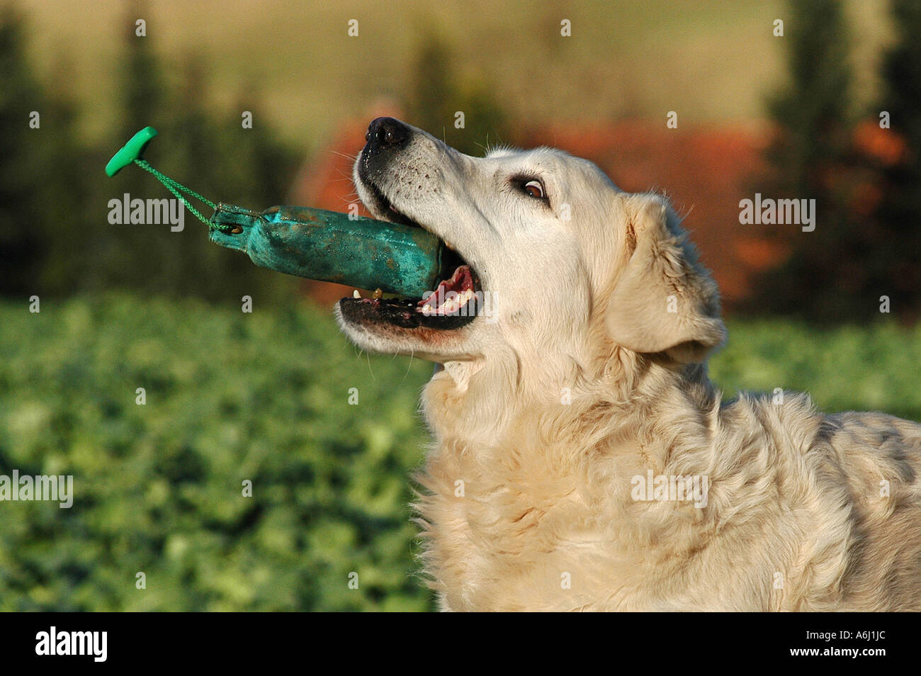 Golden Retriever dog retrieving a dummy Stock Photo - Alamy