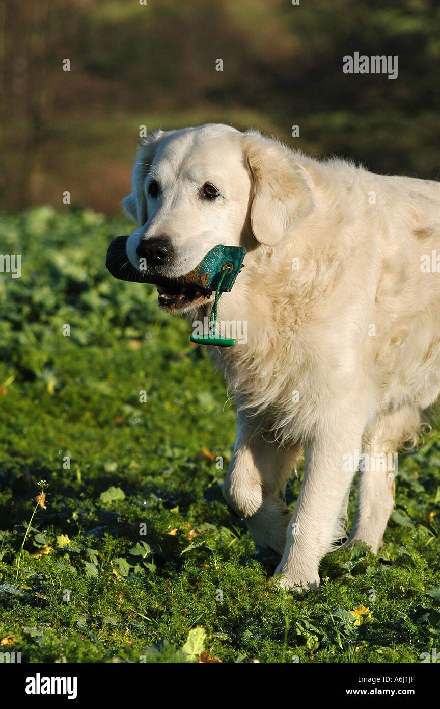 Golden Retriever dog retrieving a dummy Stock Photo - Alamy