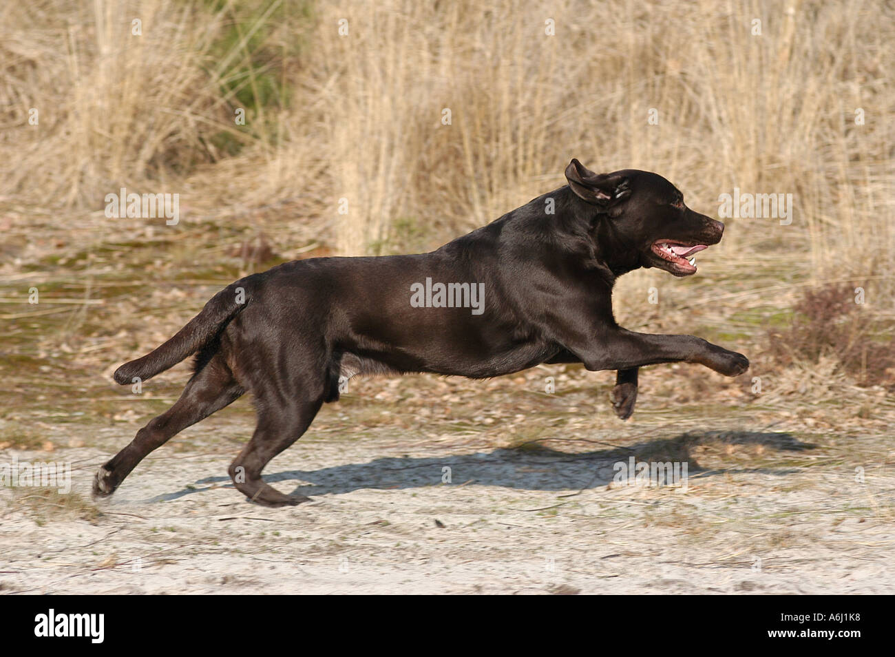 Running with her dog hi-res stock photography and images - Alamy