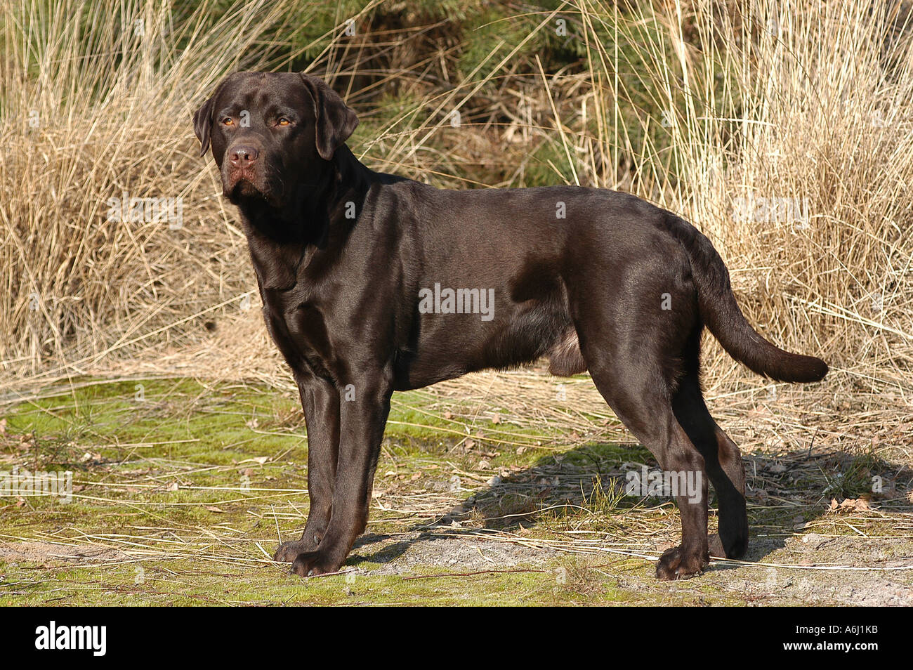 Brown Labrador Retriever dog standing Stock Photo - Alamy