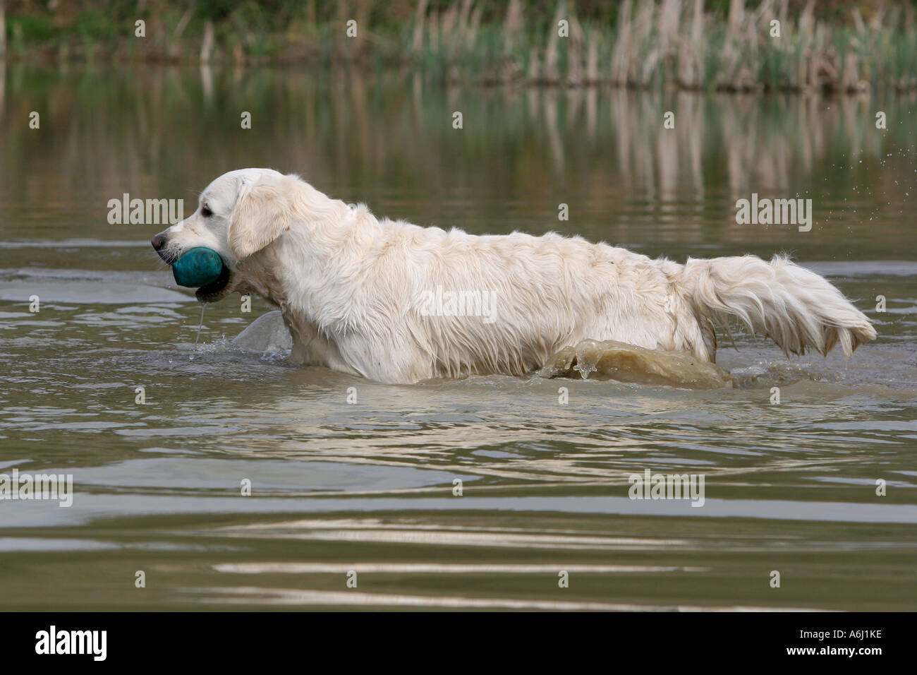 Golden Retriever dog retrieving a dummy from water Stock Photo - Alamy
