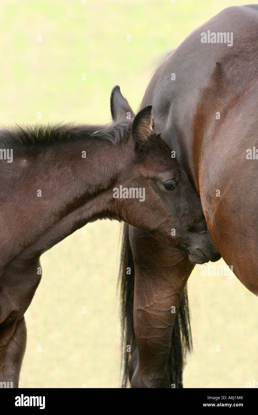 Brown colt near his mother Stock Photo - Alamy