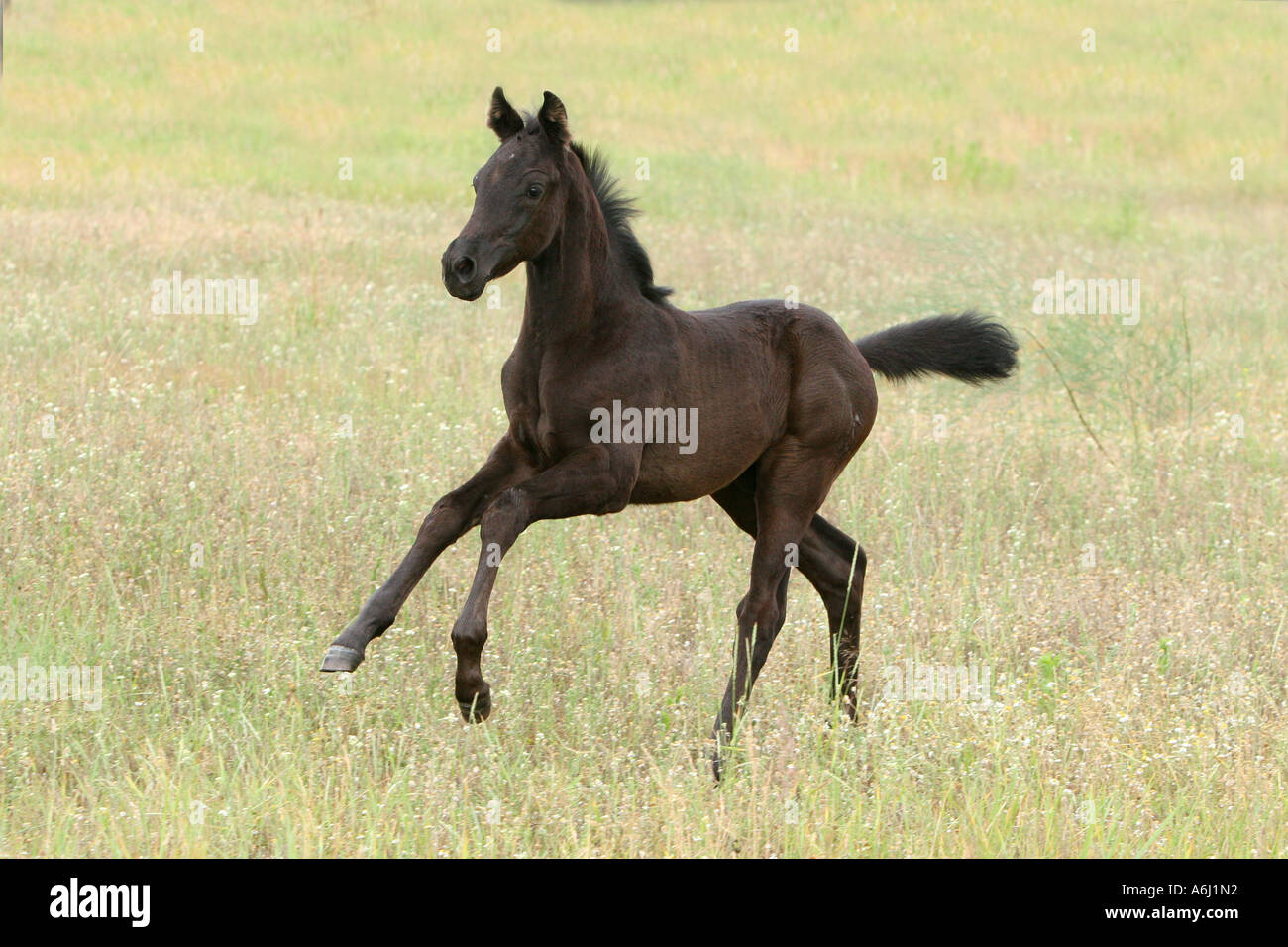 Animal animals brown colt grass grass horse meadow running hi-res stock ...