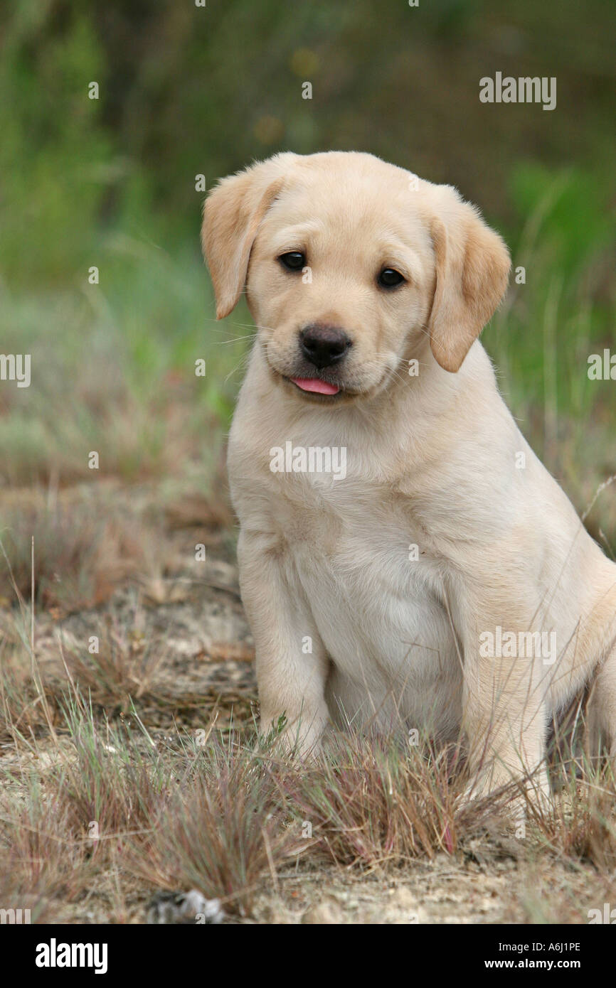 Yellow Labrador Retriever puppy sitting Stock Photo - Alamy