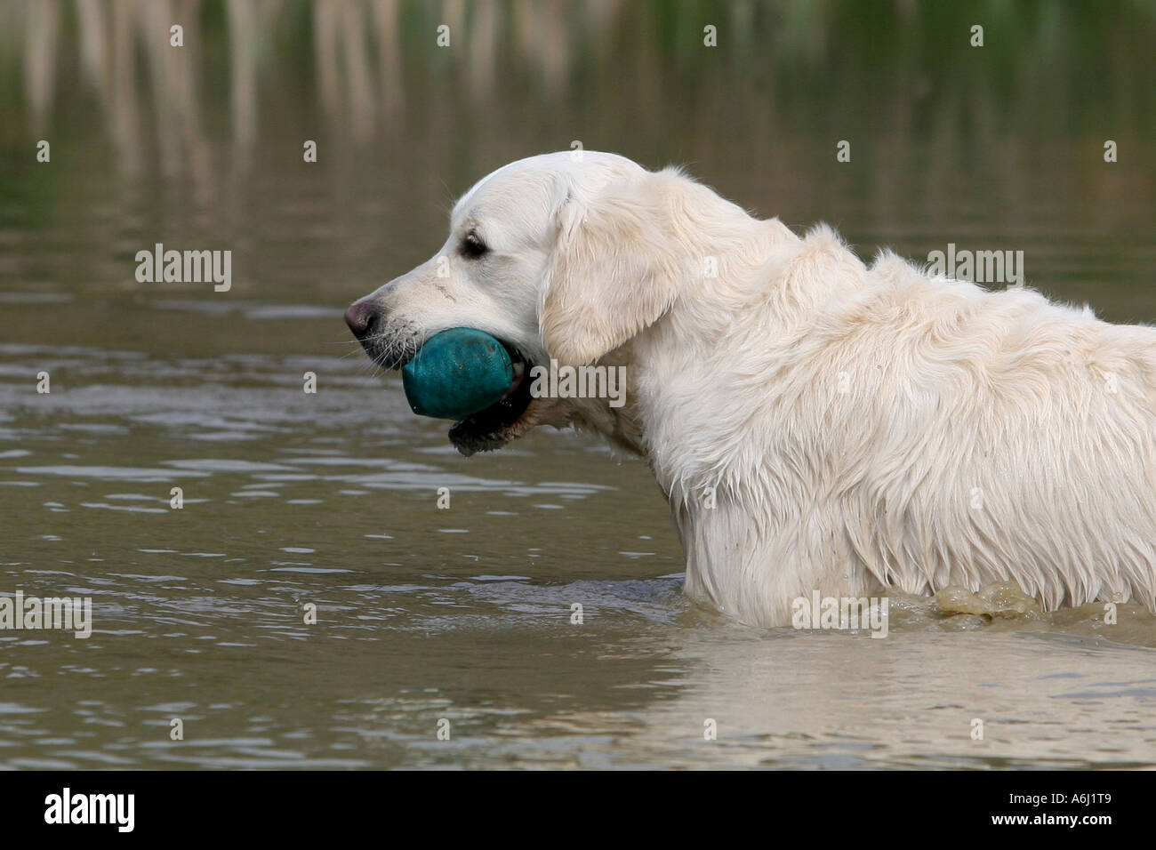 Golden Retriever dog retrieving a dummy from water Stock Photo - Alamy