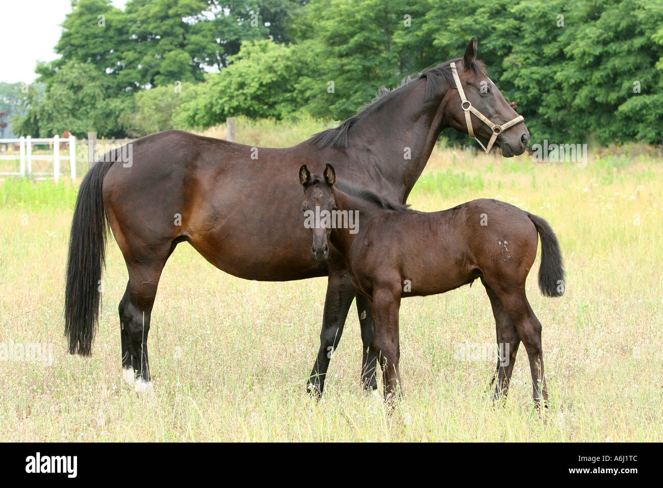 Brown colt with his mother Stock Photo - Alamy