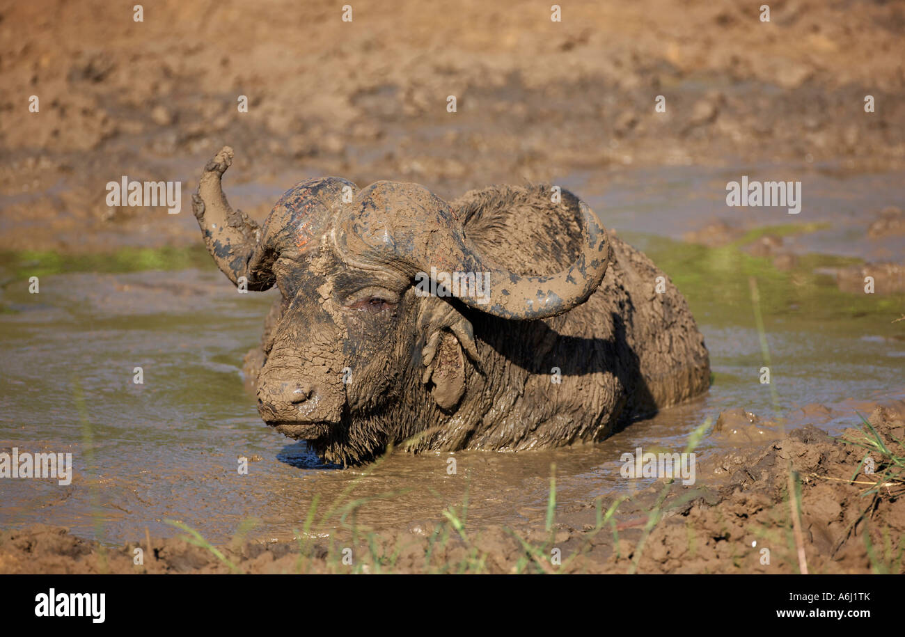 African buffalo lying mud hi-res stock photography and images - Alamy