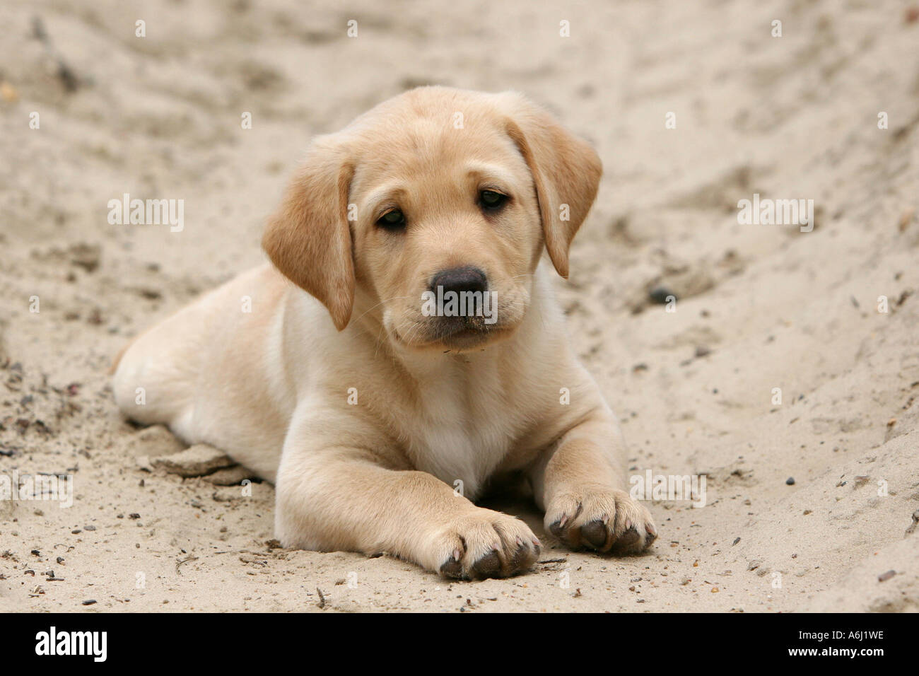 Yellow Labrador Retriever puppy lying in the sand Stock Photo - Alamy