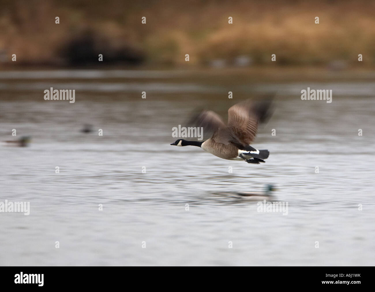 Canada Goose (Branta canadensis) Flying over water Stock Photo - Alamy