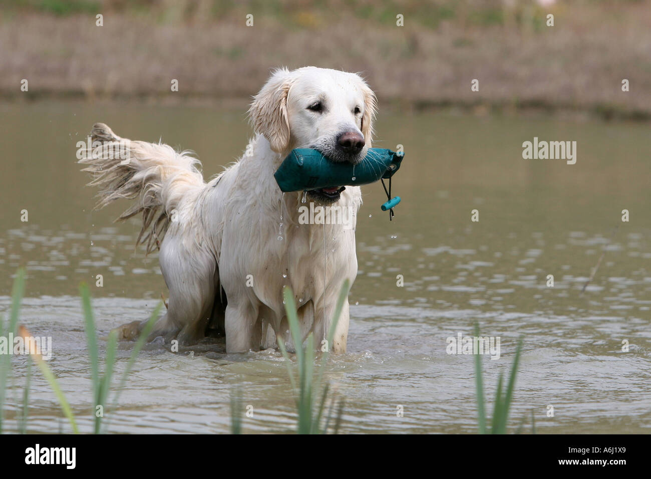Golden Retriever dog retrieving a dummy from water Stock Photo - Alamy