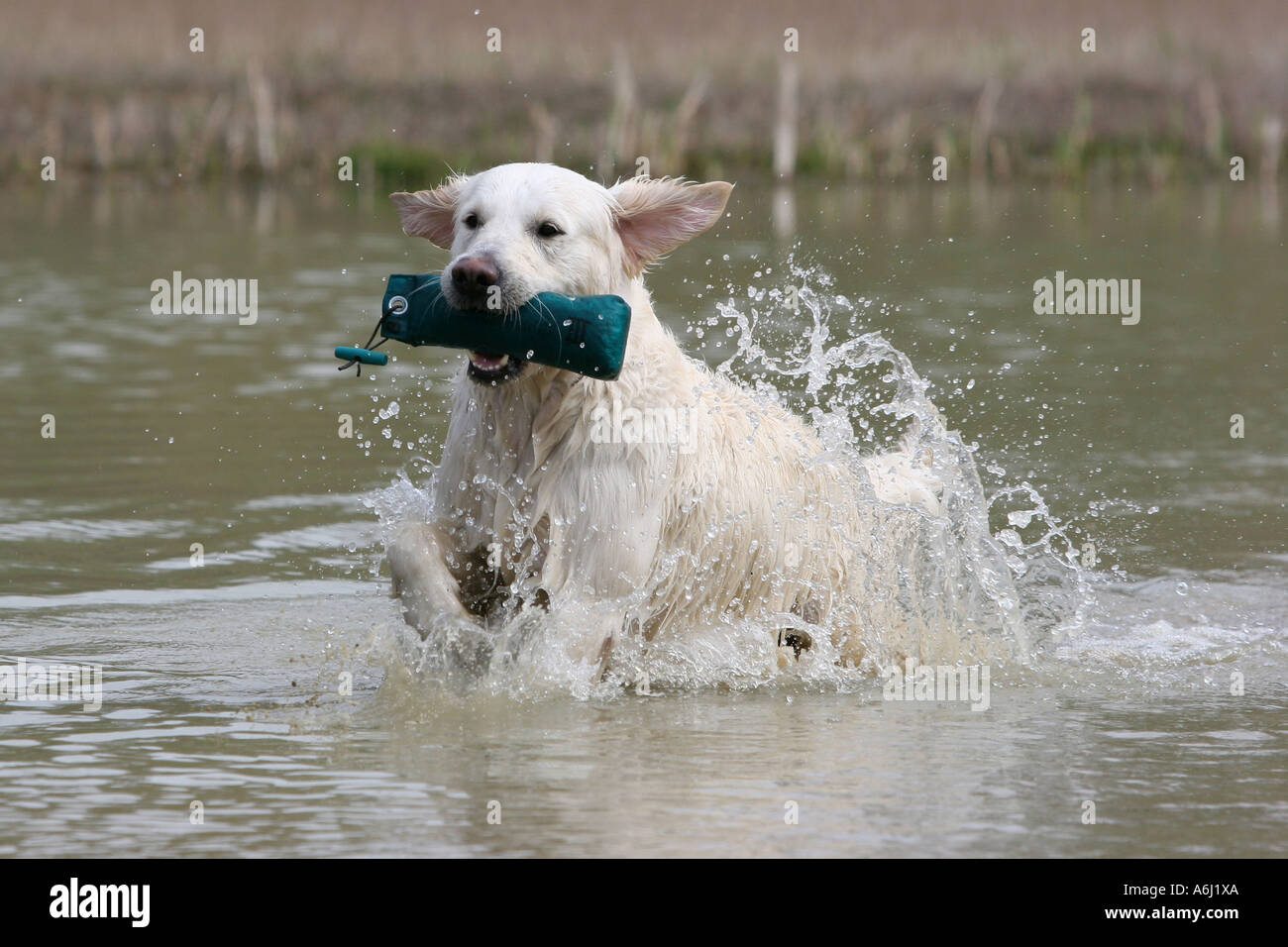Golden Retriever dog retrieving a dummy from water Stock Photo - Alamy
