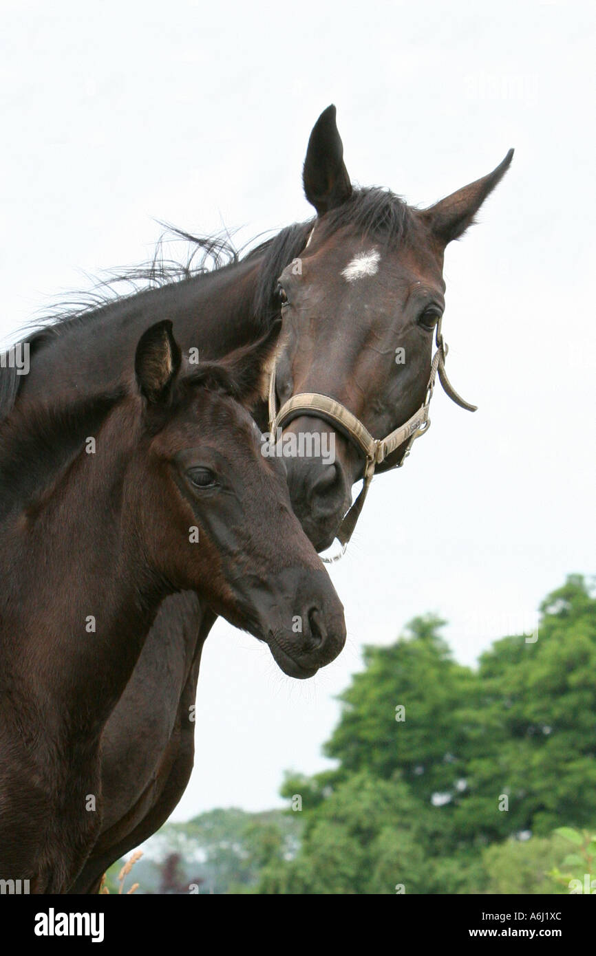 Portrait of a brown colt with his mother Stock Photo - Alamy