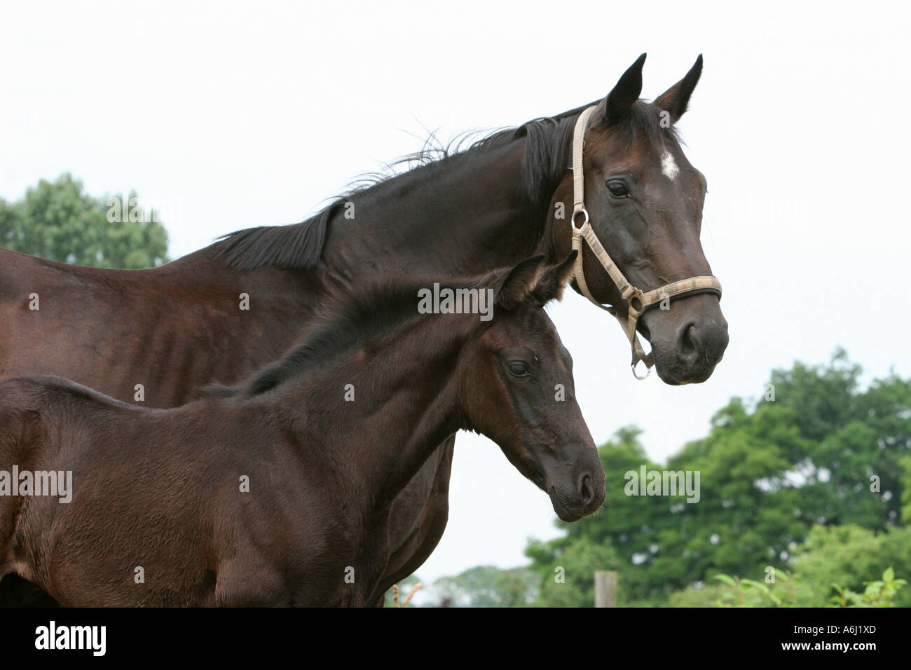 Brown colt with his mother Stock Photo - Alamy