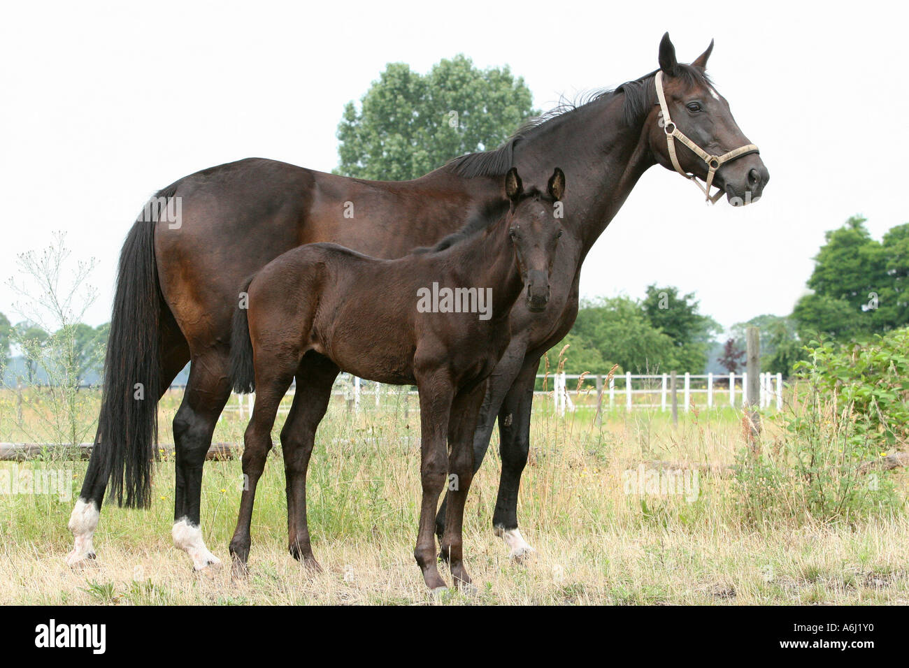 Brown colt with his mother Stock Photo - Alamy