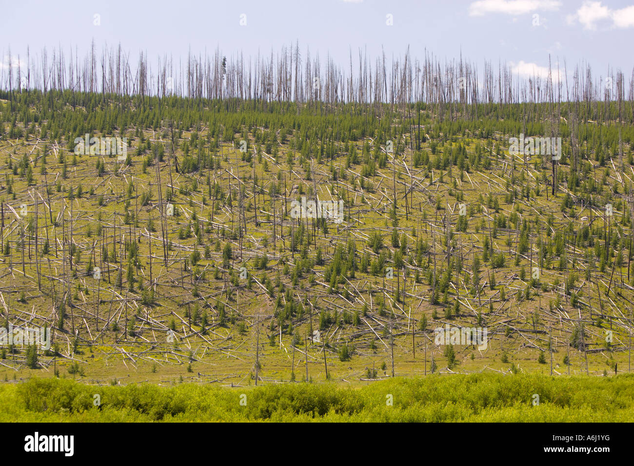 WYOMING USA Forest fire damage at Willow Park in Yellowstone National ...