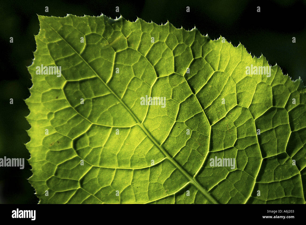 Chlorophyl hi-res stock photography and images - Alamy