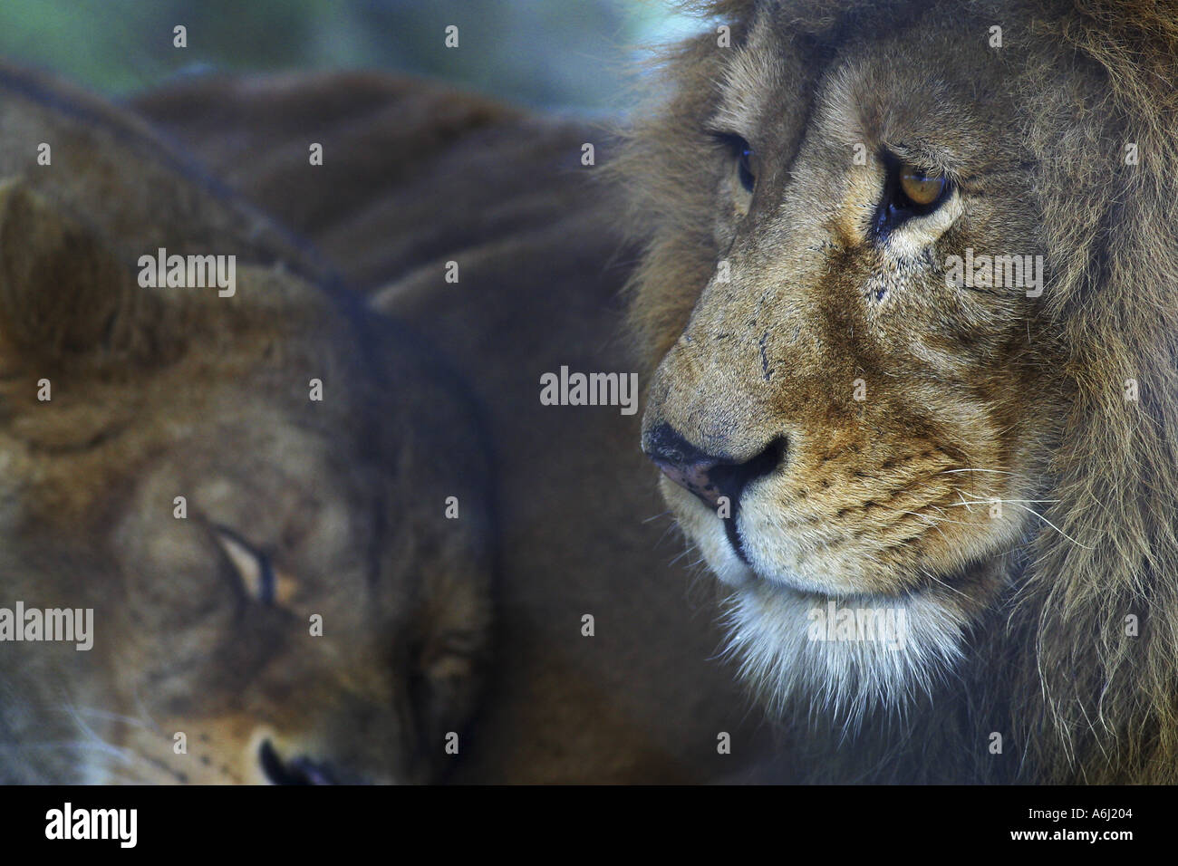Male lions cuddling hi-res stock photography and images - Alamy