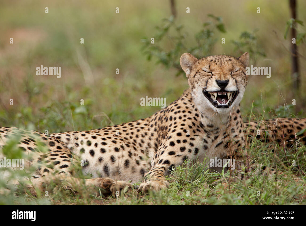 Smiling Cheetah