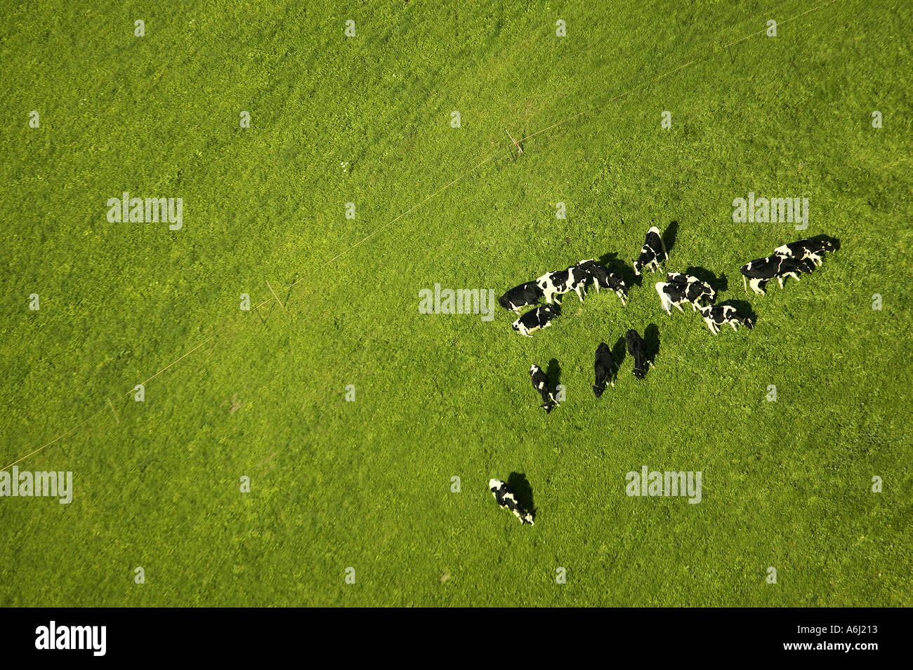 Birds Eye View of Diary Cows Stock Photo - Alamy