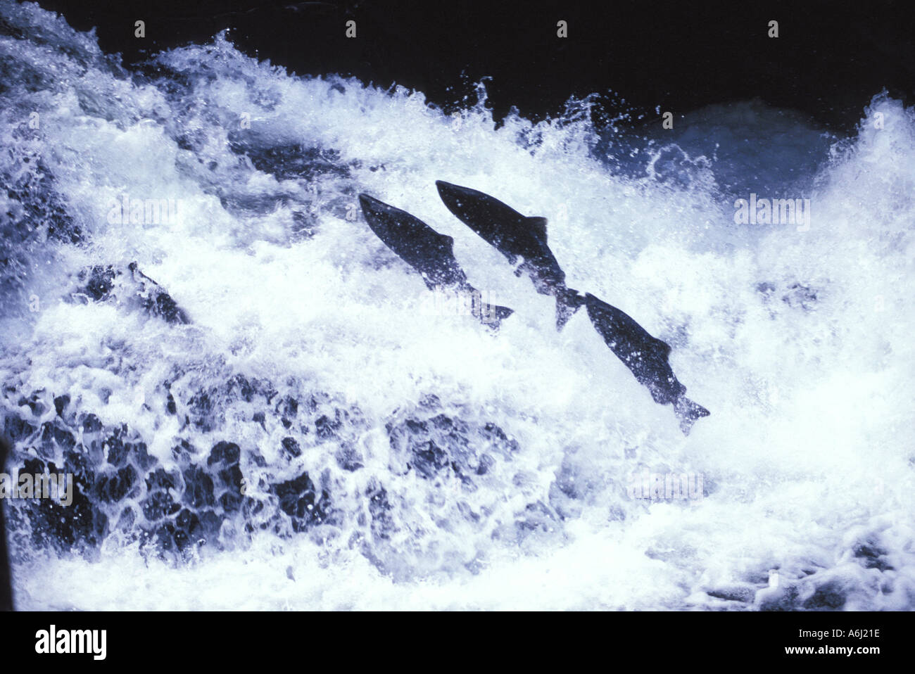 Salmon Swimming Upriver Stock Photo - Alamy
