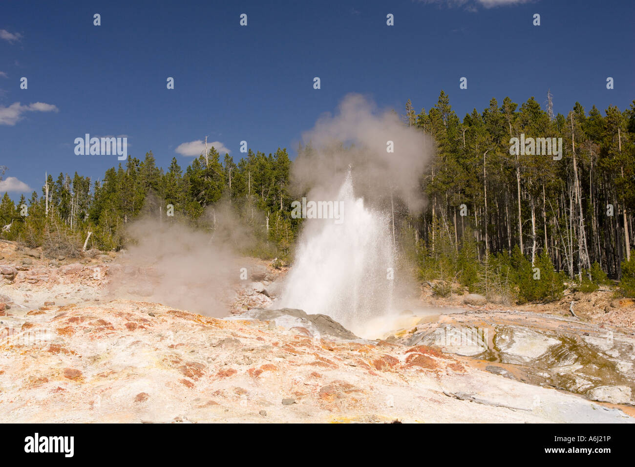 Steamboat Geyser the world largest geyser erupts with steam at Norris ...