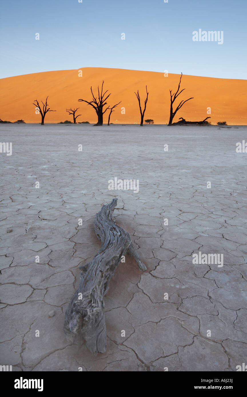 Dead Branch, Deadvlei, Namibia Stock Photo - Alamy