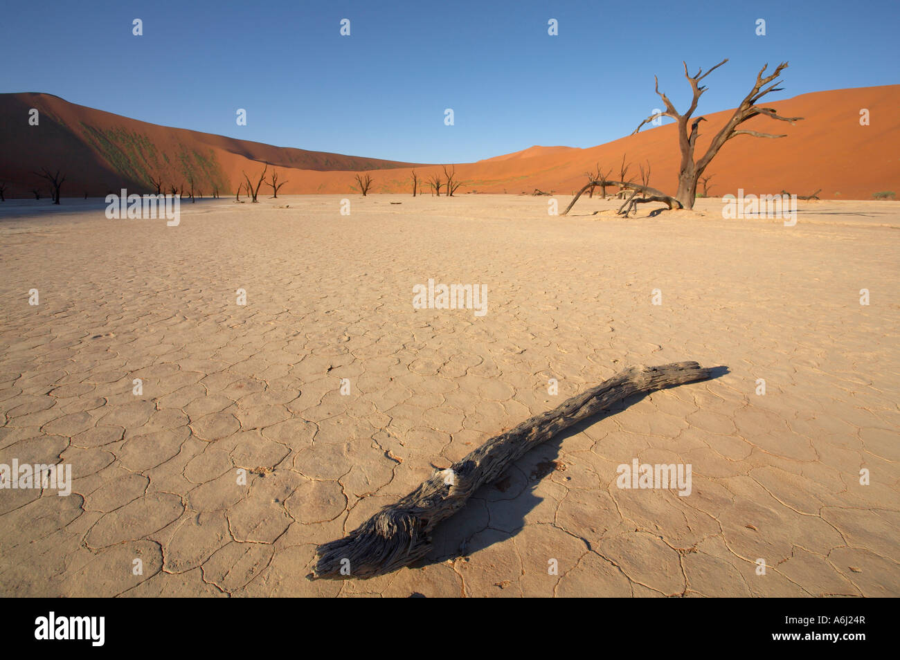 Dead Tree, Deadvlei, Namibia Stock Photo - Alamy