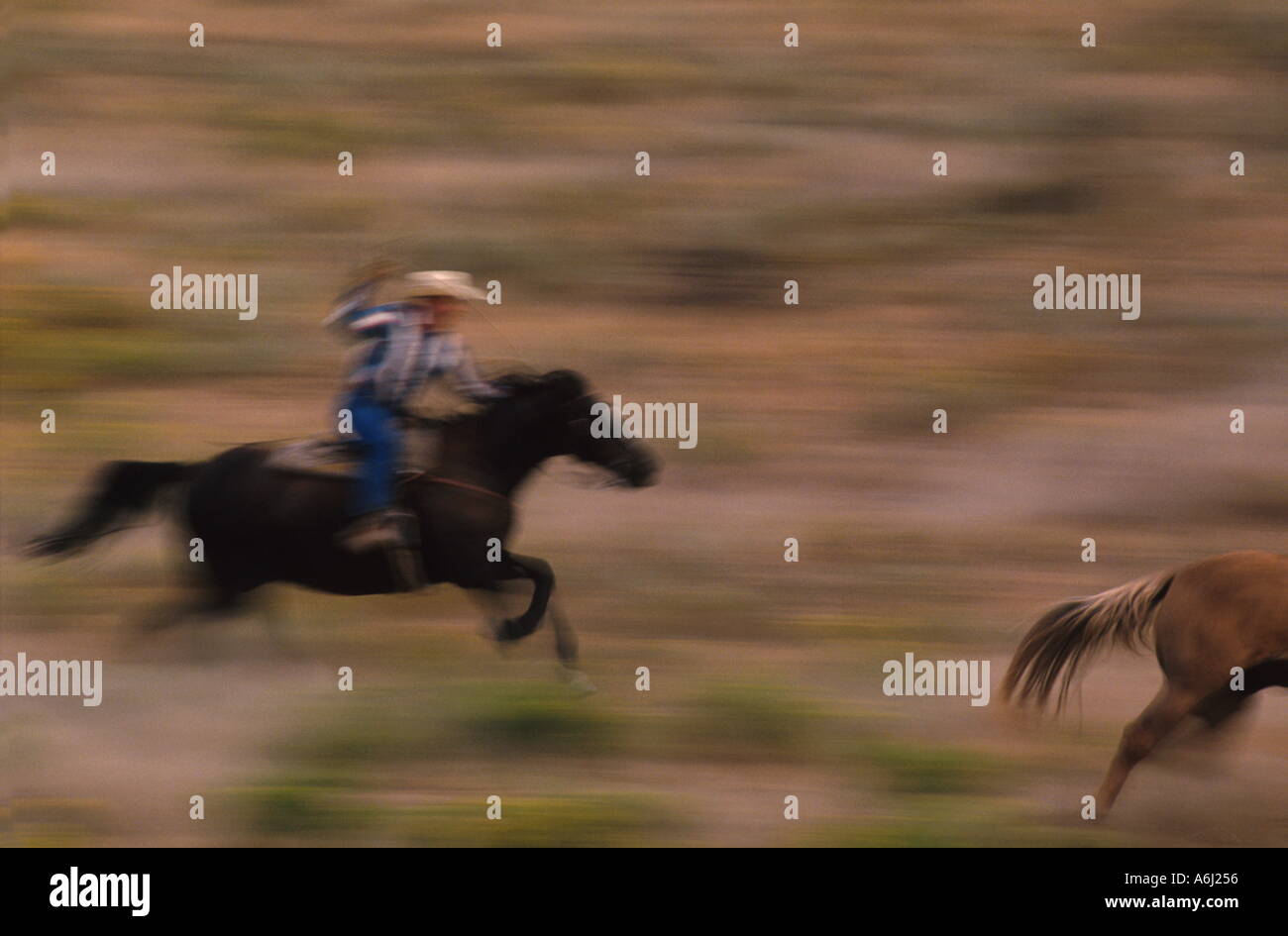 Cowboy Lassoing Wild Horse Stock Photo - Alamy