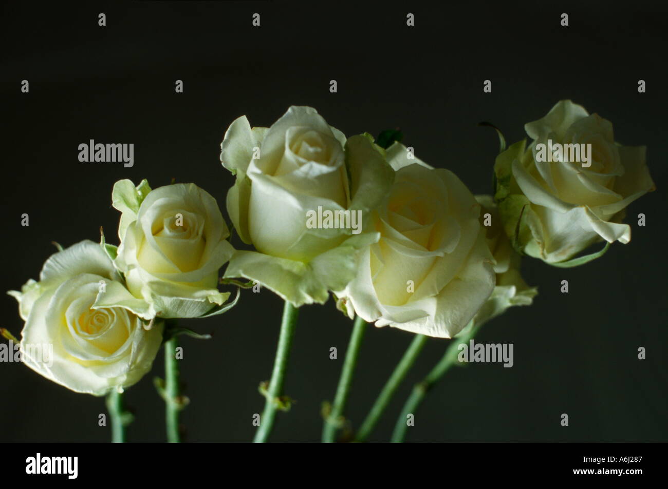 Line of Roses Stock Photo - Alamy