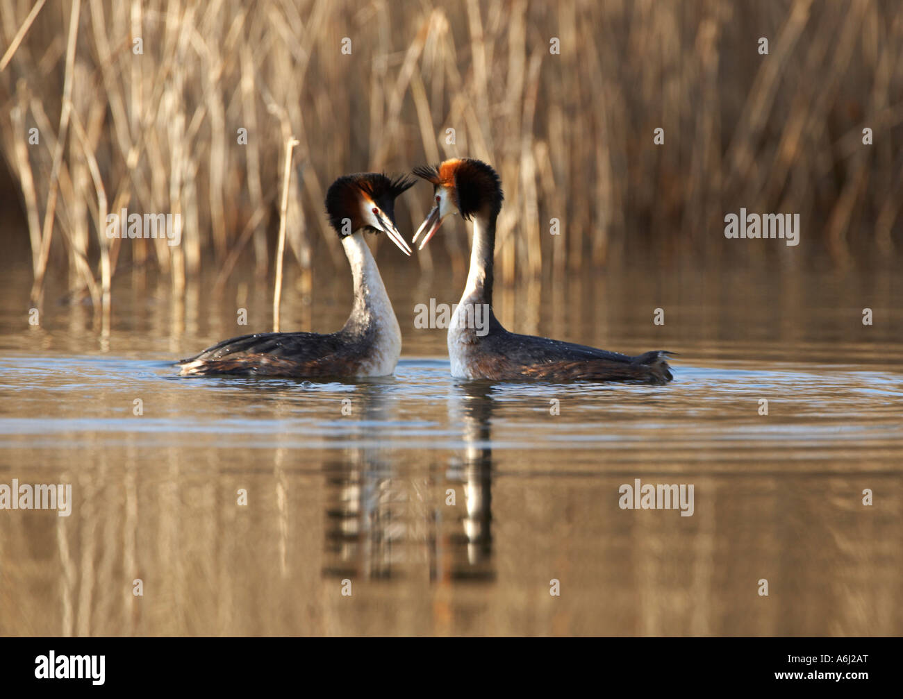 Great Crested Grebe (Podiceps cristatus) mating pair courtship display ...
