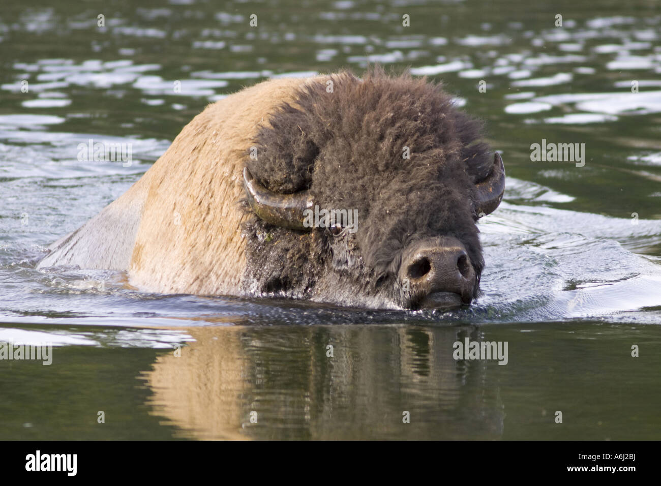 WYOMING USA Bison swims across Yellowstone RIver in the Hayden Valley ...