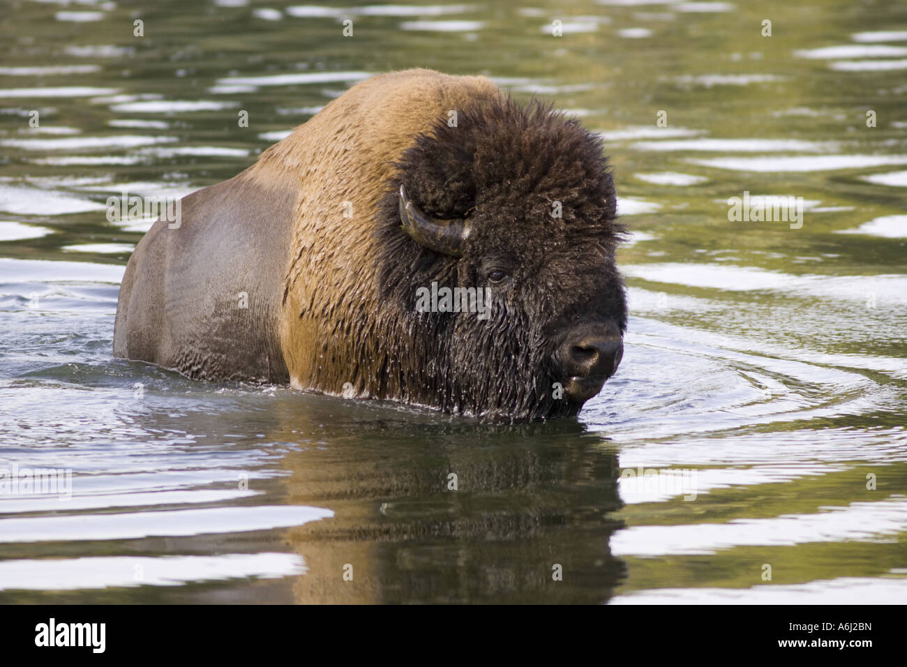 WYOMING USA Bison swims across Yellowstone RIver in the Hayden Valley ...