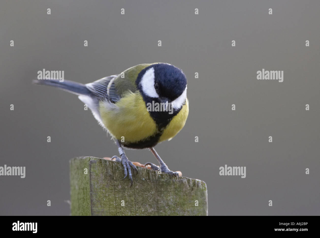 Great Tit (Parus major Stock Photo - Alamy