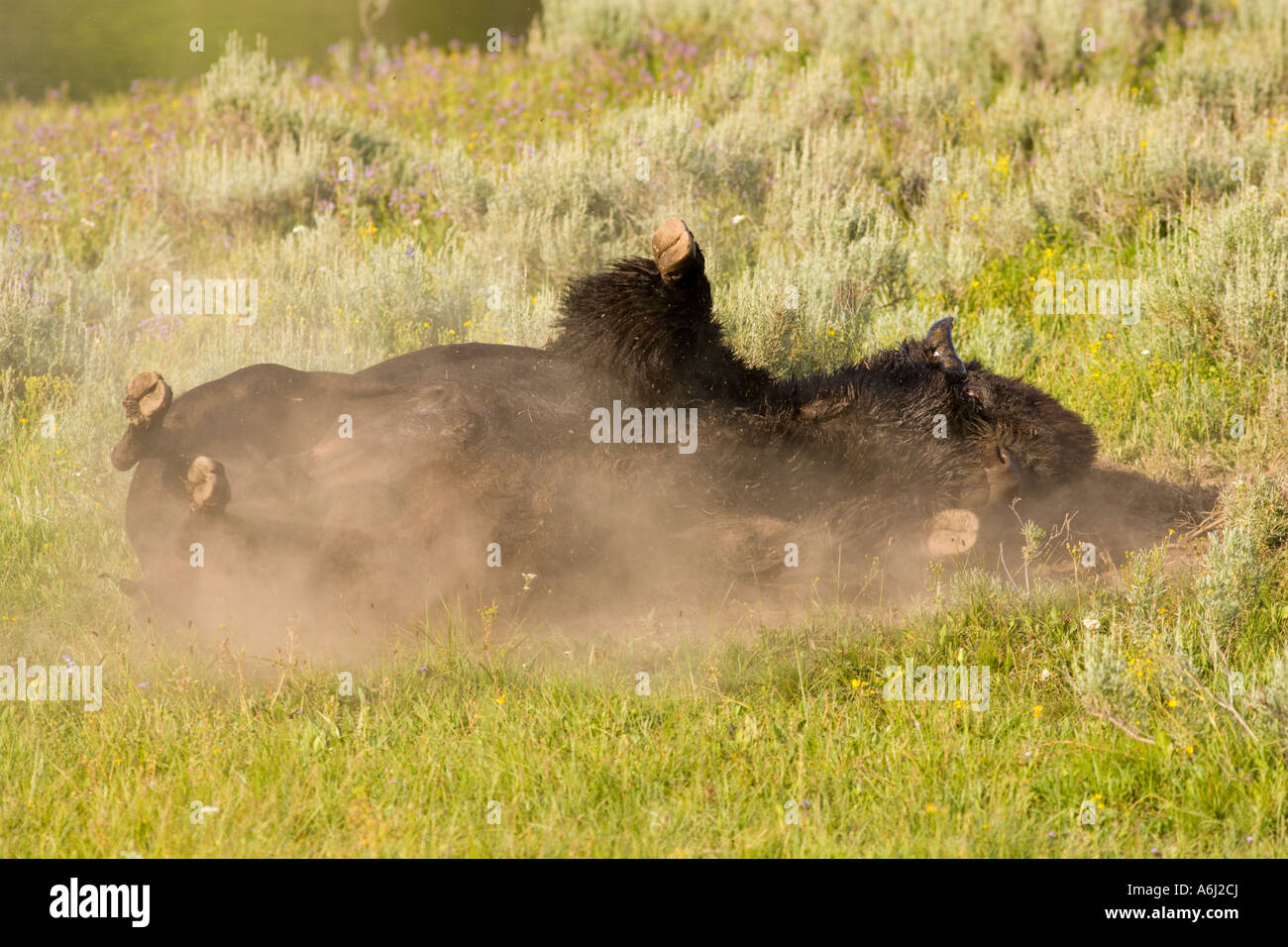 WYOMING USA Bison rolls over in a wallow in the Hayden Valley in ...