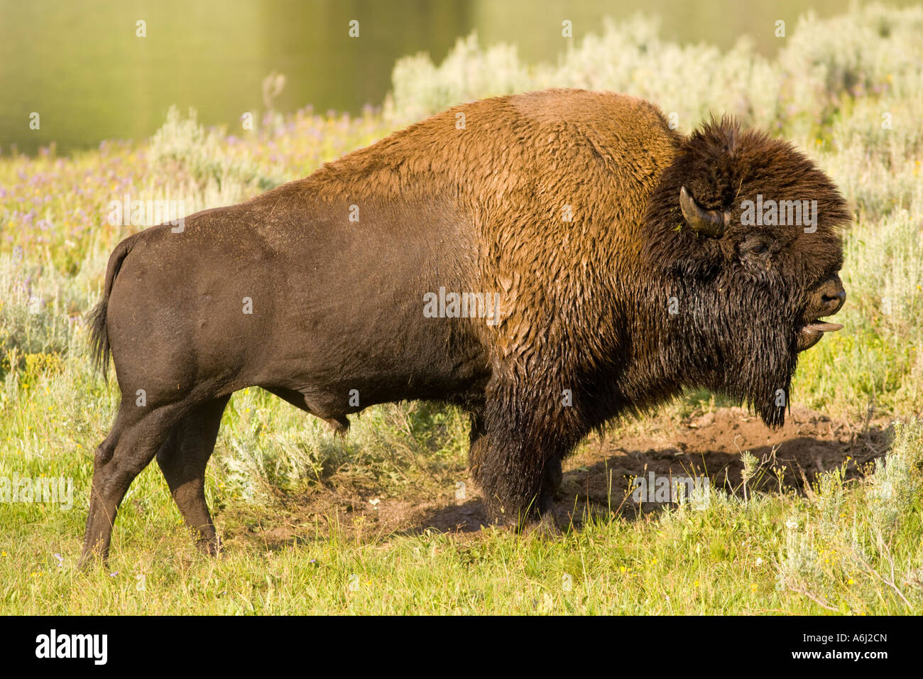 WYOMING USA Bison in the Hayden Valley in Yellowstone National Park ...
