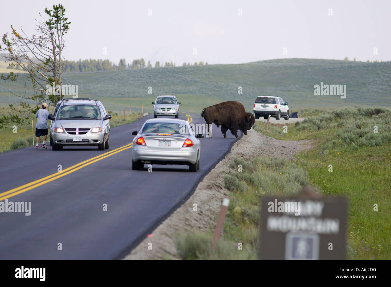 WYOMING USA Cars stop as bison crosses road in Yellowstone National ...