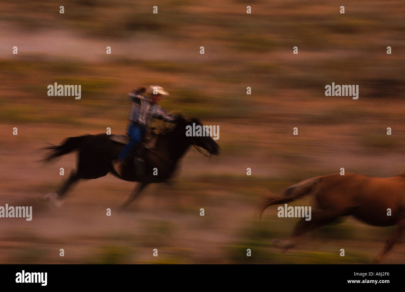 Cowboy Lassoing Wild Horse Stock Photo - Alamy
