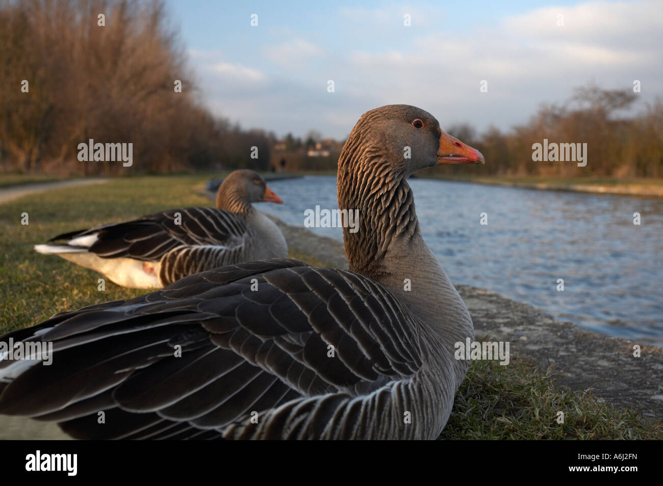 Greylag Goose (Anser anser Stock Photo - Alamy