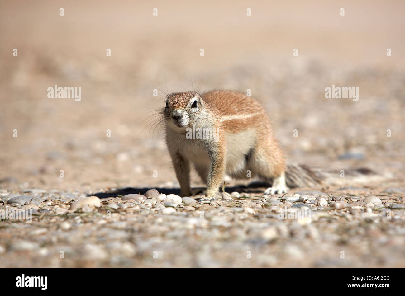 African ground squirrel hi-res stock photography and images - Alamy