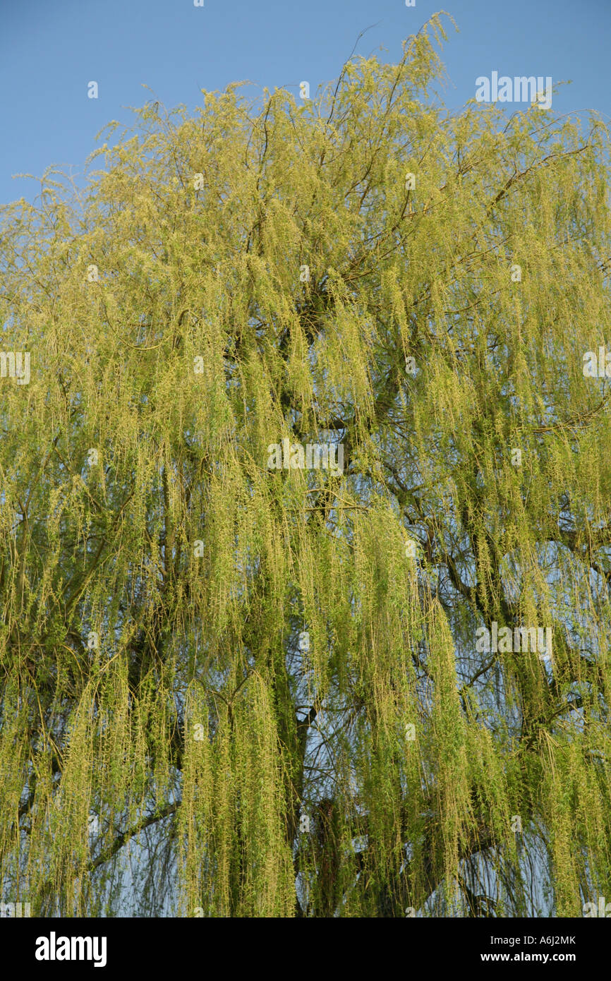 A weeping willow tree in spring Stock Photo - Alamy