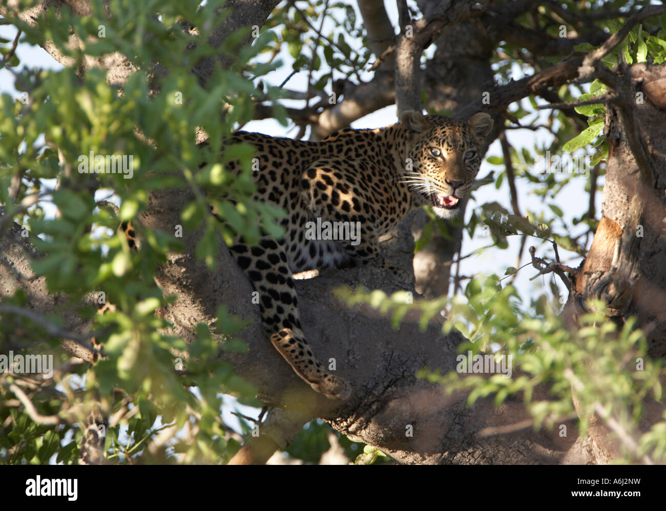 Leopard in Tree (Panthera pardus Stock Photo - Alamy