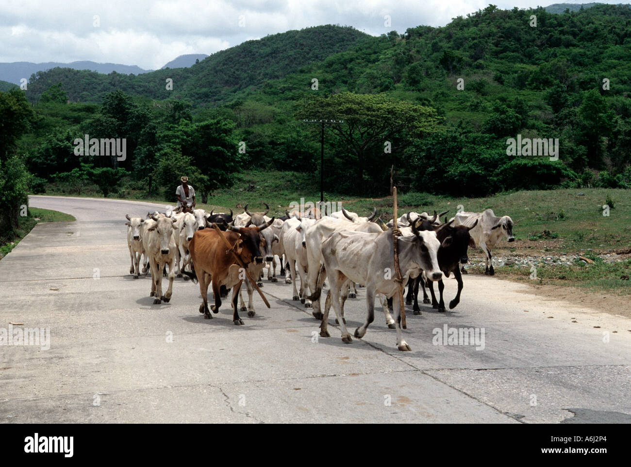 Cowboy herding cattle, Province of Santiago de Cuba Stock Photo - Alamy