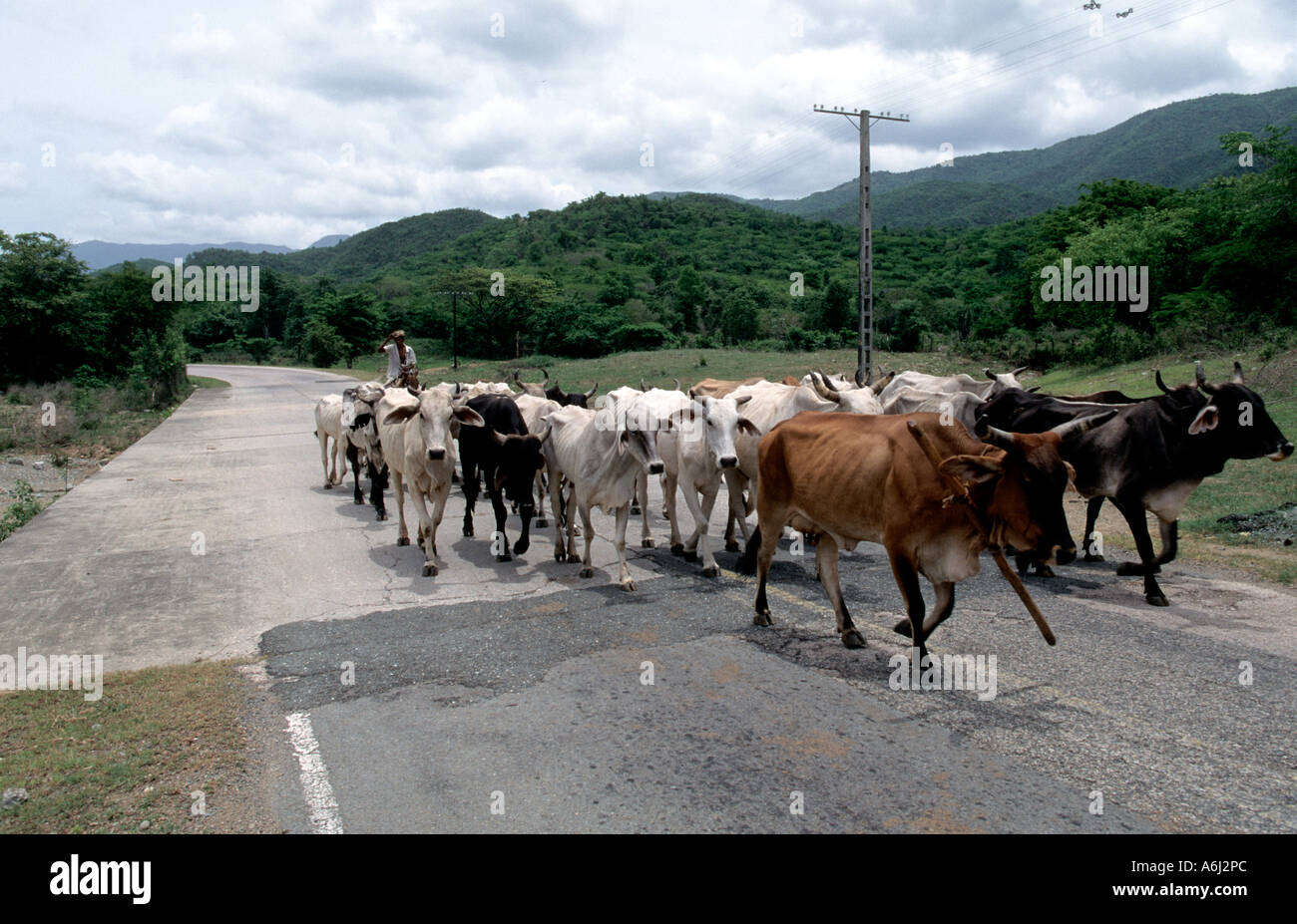 Cowboy herding cattle, Province of Santiago de Cuba Stock Photo - Alamy