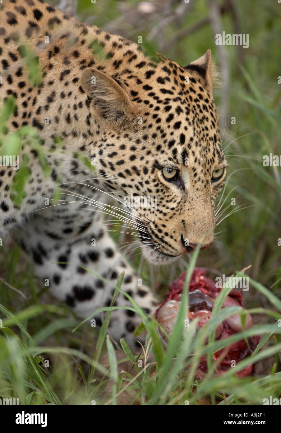 Leopard with Kill (Panthera pardus Stock Photo - Alamy
