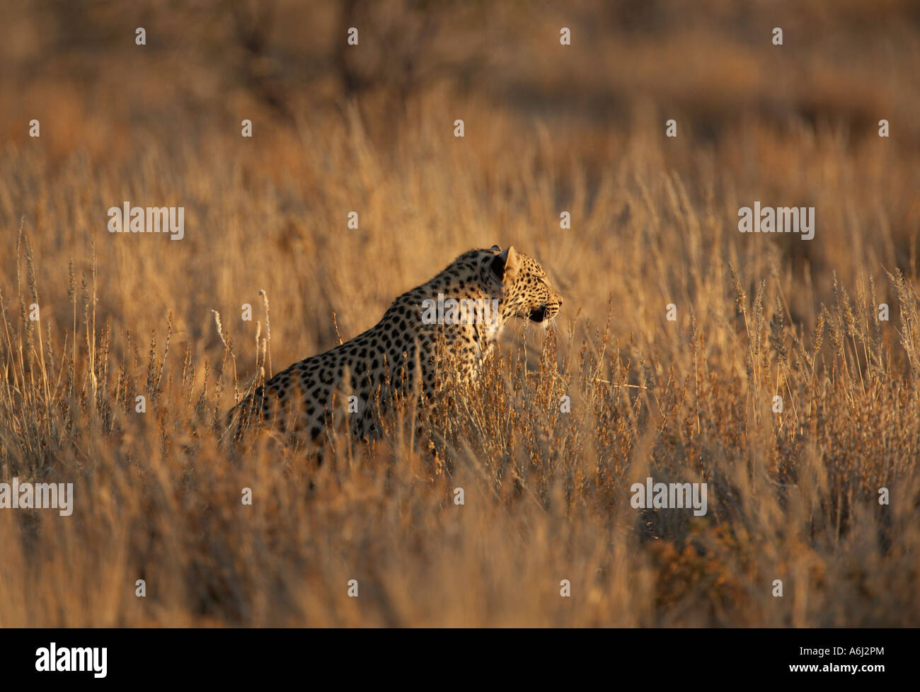 Leopard watching prey (Panthera pardus Stock Photo - Alamy