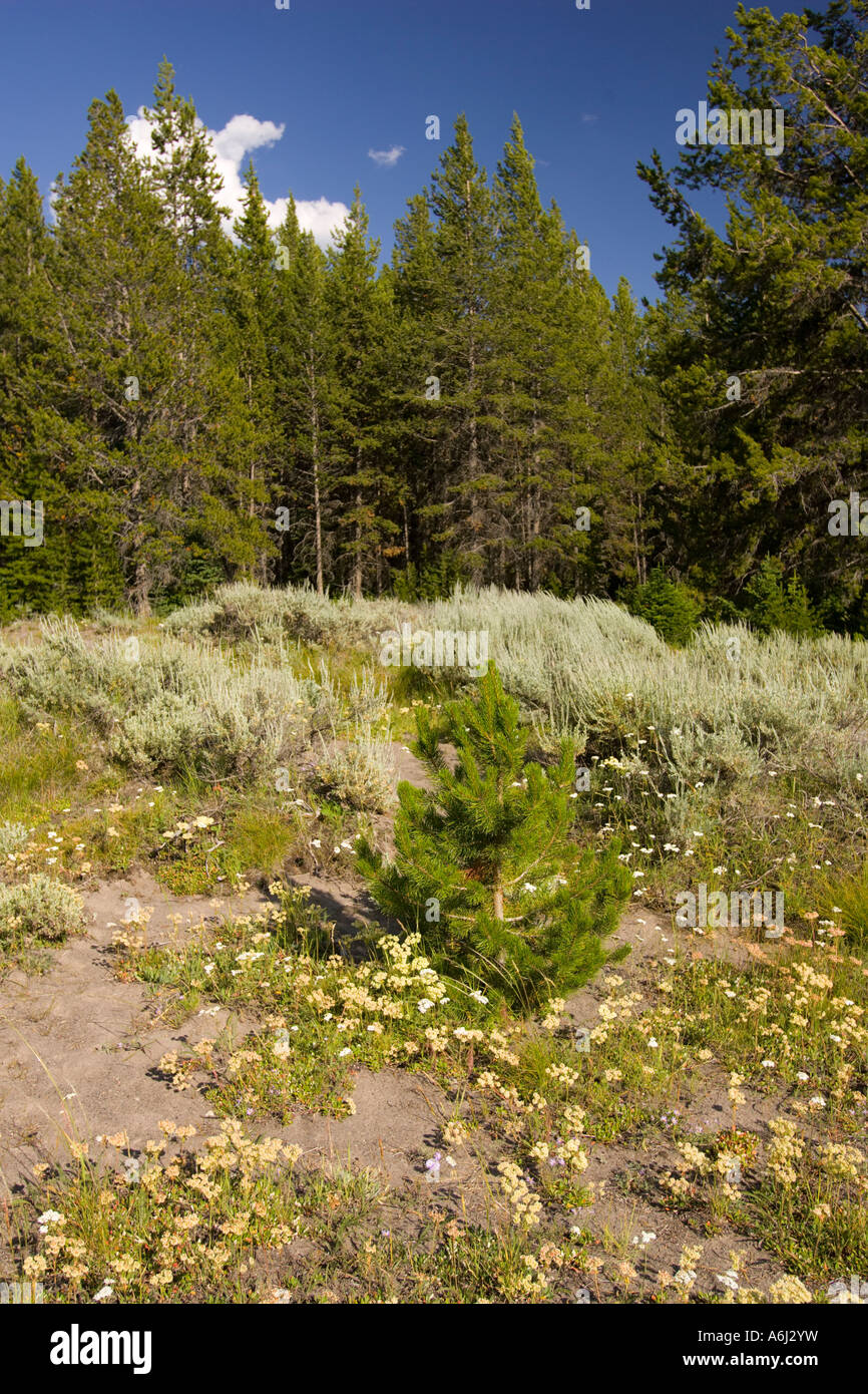 1872 Yellowstone National Park High Resolution Stock Photography and ...