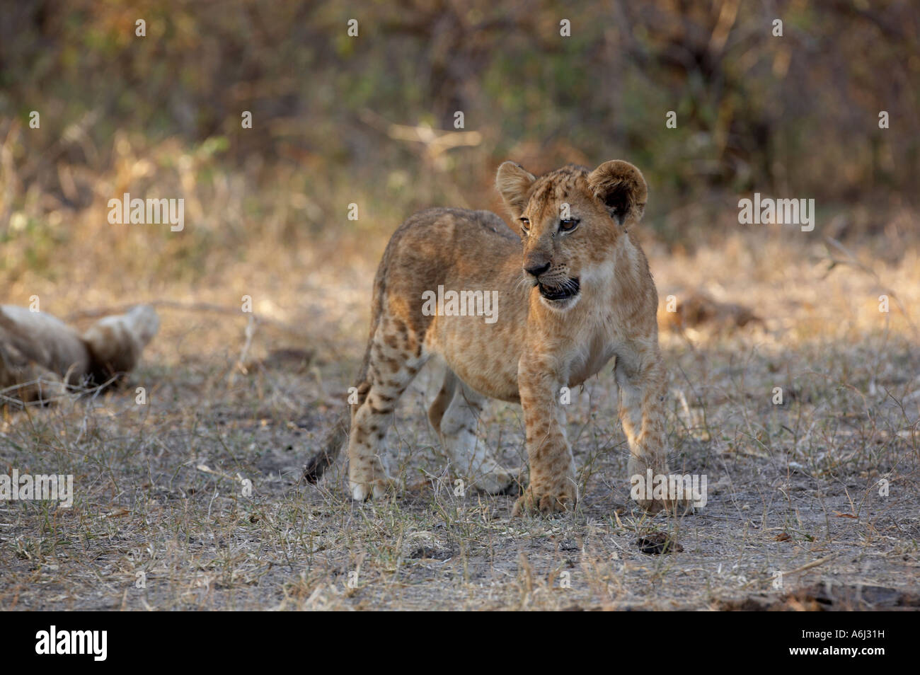 Lion Cub (Panthera leo Stock Photo - Alamy